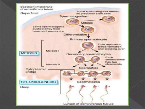 Spermatogenesis And Oogenesis Pptx