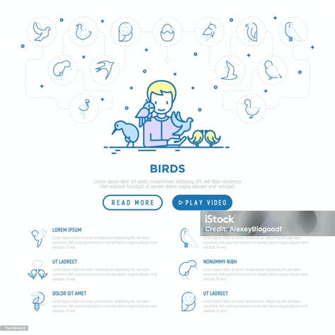 조류 개념의 다른 유형을 가진 조류 학자 얇은 선 아이콘 비둘기 갈매기 키위 앵무새 참새 허밍 조류 벡터 일러스트레이션 웹 페이지 템플릿 갈매기에 대한 스톡 벡터 아트 및