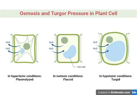 Osmosis Introduction Types Solution Osmotic Pressure Factors Significance Sciencevivid