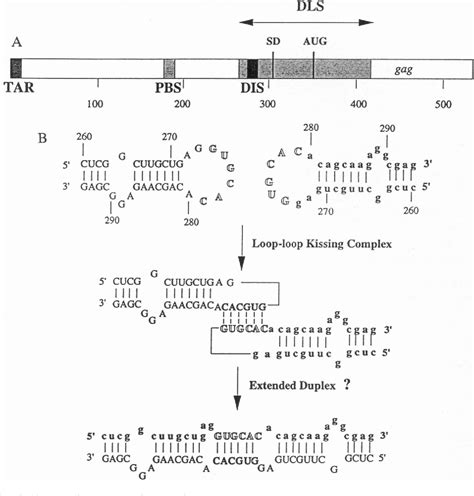 Figure 1 From A Loop Loop Kissing Complex Is The Essential Part Of The Dimer Linkage Of