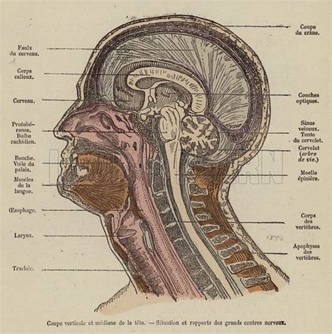 Cross Section Of The Head And Neck Stock Image Look And Learn