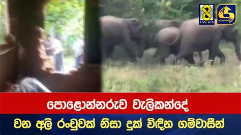 පොළොන්නරුව වැලිකන්දේ වන අලි රංචුවක් නිසා දුක් විඳින ගම්වාසීන් Youtube