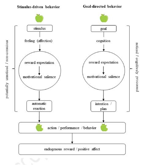 Simplified Representation Of Stimulus Driven And Goal Directed Motivation Download Scientific