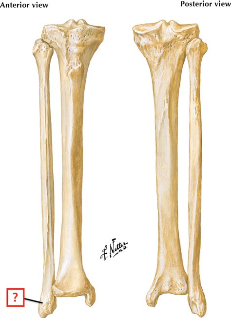 Tibia And Fibula Unlabeled