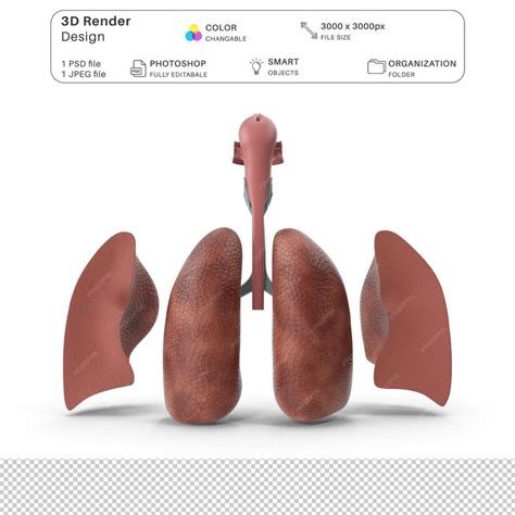 Premium Psd Human Respiratory System Anatomical Model 3d Modeling Psd