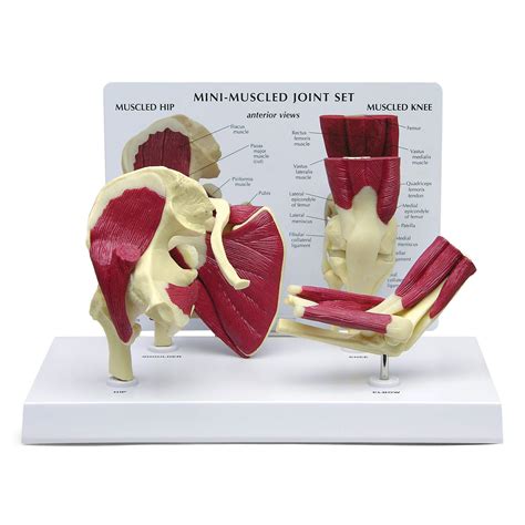 Anatomy Model Mini At Andrew Linares Blog