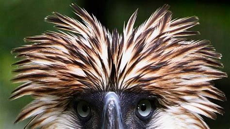 Rare Eagle Shot Dead Weeks After Release World News Sky News