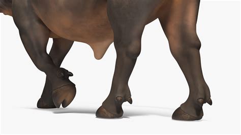 3d African Buffalo Walking Pose Model 3d Molier International
