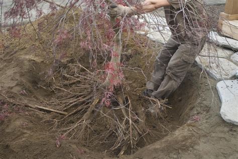 Root Pruning To Transplant Trees