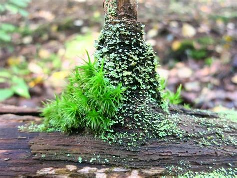 Premium Photo Close Up Of Lichen On Tree Trunk