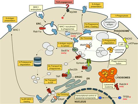 Cross Presentation Immunology