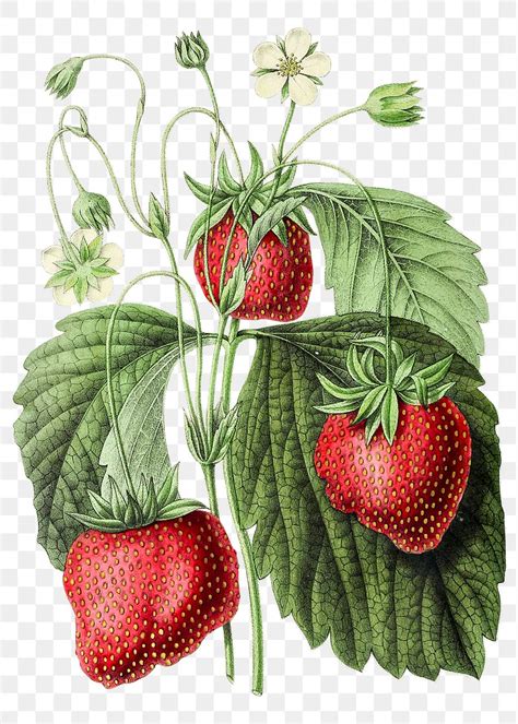 Vintage Strawberry Design Element Premium Png Sticker Rawpixel