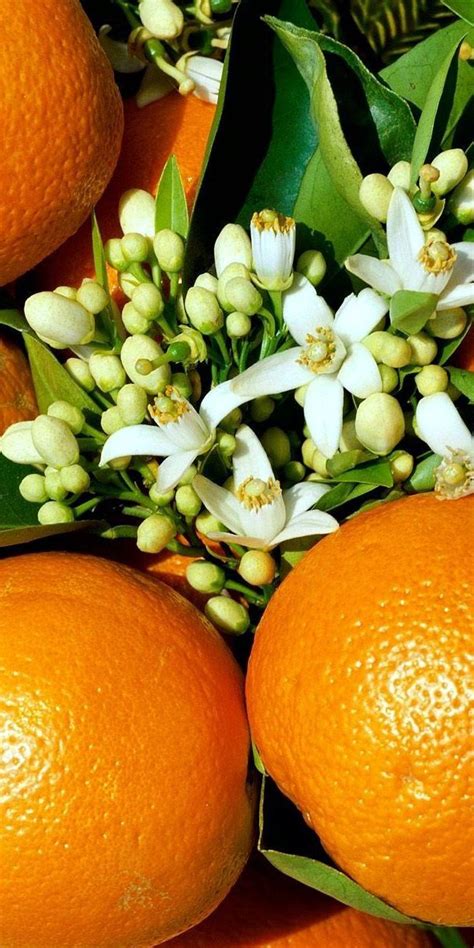 Завантажити шпалери на робочий стіл ПК Квіти Апельсини Трава Їжа безкоштовно 106849