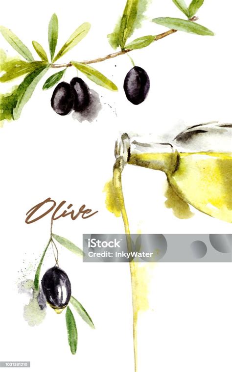 수채화의 올리브와 올리브 오일 올리브 가지 설정합니다 밝아진와 손으로 그린 수채화 그림 개체 그룹에 대한 스톡 벡터 아트 및
