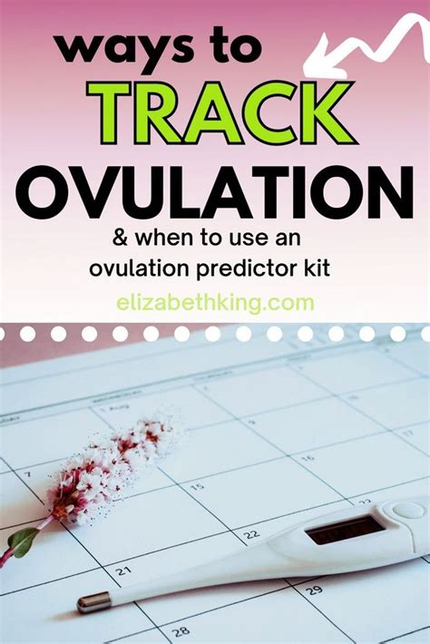 Understanding Ovulation Artofit