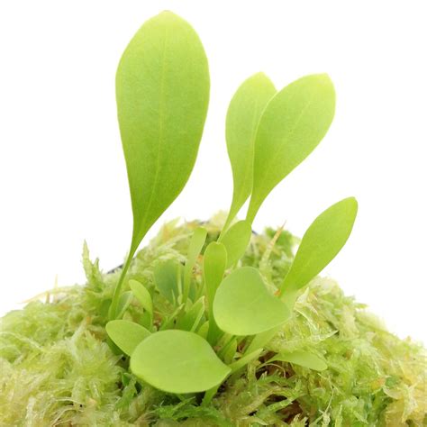 Bladderwort Carnivorous Plants