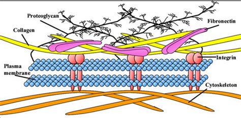 Fig N 19 Structural And Functional Characterisation Of The Collagen Download Scientific