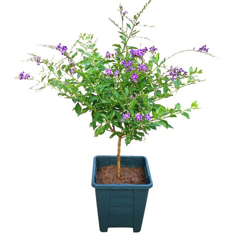 蕾丝金露花盆栽花卉巧克力台湾连翘棒棒糖灌木浓香型植物四季开花 虎窝淘