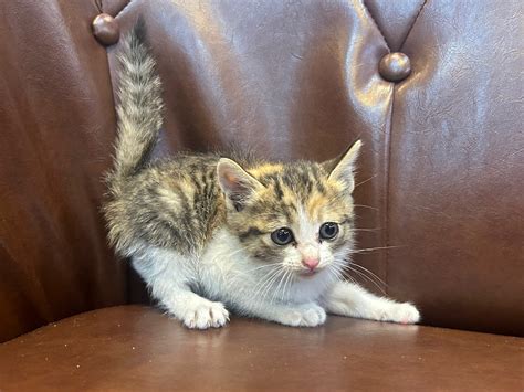 코리안숏헤어 계천이 샴입양 셀커크렉스입양 스코티쉬폴드입양 스핑크스입양 아메리칸숏헤어입양 아비시니안입양 터키시앙고라입양 페르시안