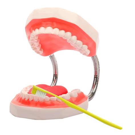 Teeth Mouth Model 6x Enlarged With Metal Hinge Complete Set Teeth And