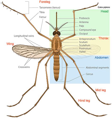Mosquito Anatomy Ask A Biologist