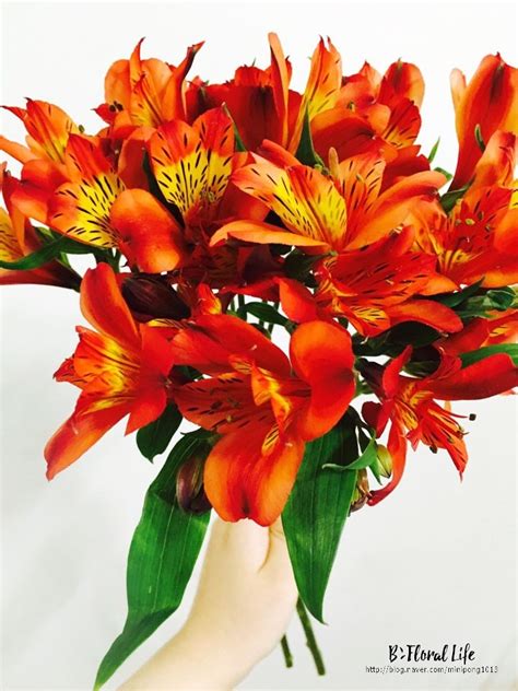 11번째 꽃 호랑이를 닮은 꽃 알스트로메리아 꽃말 네이버 블로그