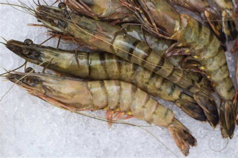 프로바이오틱스와 양식업