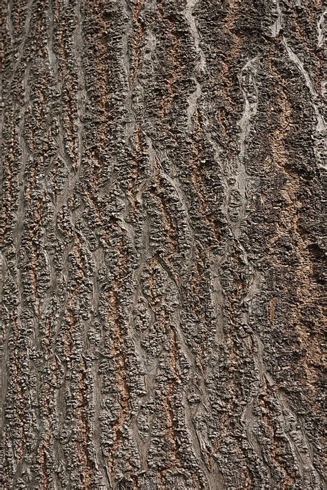 泡桐树皮近素材 花瓣网