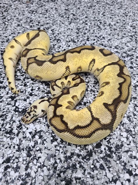 Enchi Ball Python Traits Morphpedia