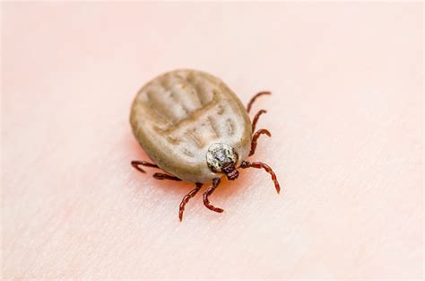 Virus Ensefalitis Atau Penyakit Lyme Atau Serangga Arakhnida Kutu Yang