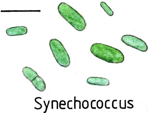 Cyanophyceae Encyclopedia Mdpi