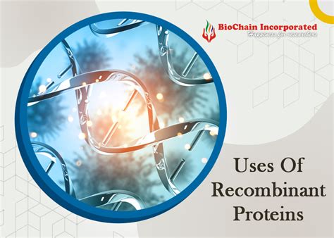 What Are The Various Applications Of Recombinant Proteins