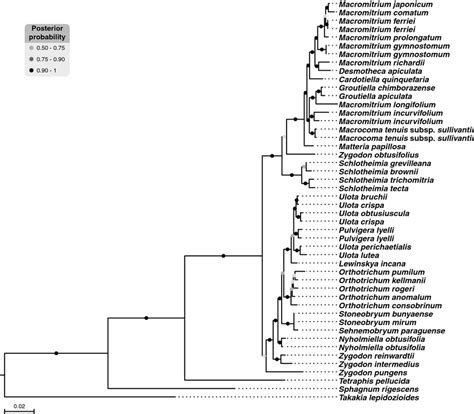 maximum likelihood tree of orthotrichaceae inferred from rbcl sequences