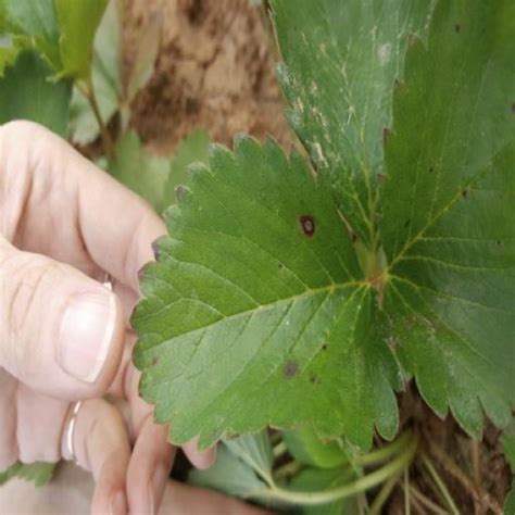 Strawberry Instance Segmentation Dataset V3 2023 05 23 1 22am By Dlbs