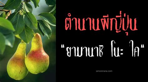 ตำนานผญปน ยามานาช โนะ ไค Yamanashi no kai วญญาณประหลาดแหงตนแพรปา อมรณา สารานกรม