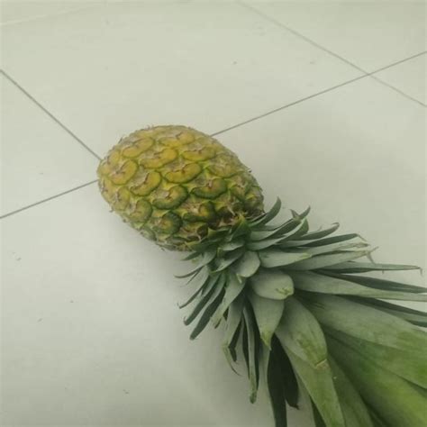 Grading System Object Detection Dataset V1 2023 10 06 12 52am By Pineapple Grading System