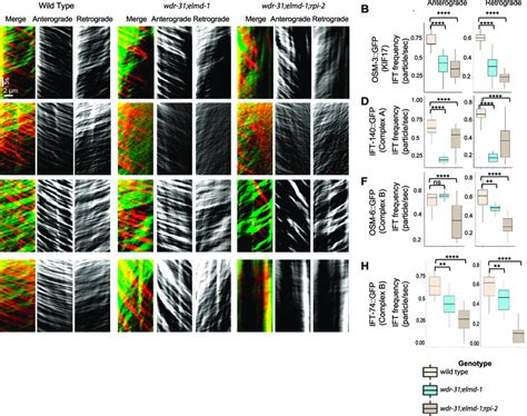 Measurement Of Anterograde And Retrograde Ift Transport Frequency A Download Scientific
