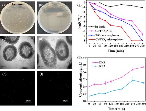 Irradiation By Xenon Lamp Using Ce Doped Tio2 Porous Microspheres As Download Scientific