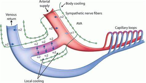 Thermoregulation The Normal Structure And Function Of The Cutaneous