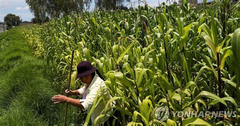 유럽서 유전자 편집 작물 재배되나eu Gmo 규제 완화 추진