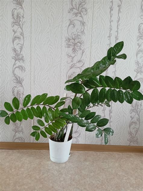 Долларовое дерево Замиокулькас 17 000 тг Комнатные растения Семей