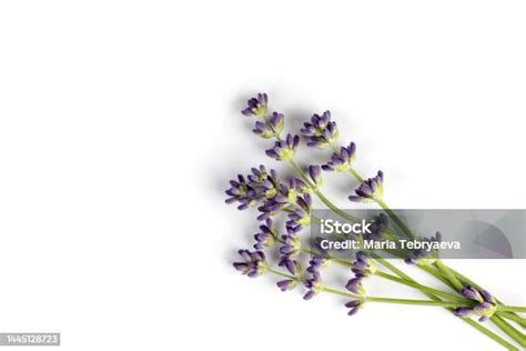 흰색 배경에 고립 된 보라색 꽃이있는 라벤더 가지 상단 보기 공간을 복사합니다 고립 된 라벤더 꽃 0명에 대한 스톡 사진 및 기타 이미지 Istock