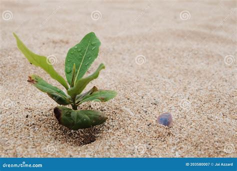 A Tree In The Middle Of Desert Stock Image Image Of Beach Green 203580007