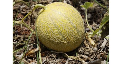 Можете ли да храните зайци с кори от пъпеш Български Фермер