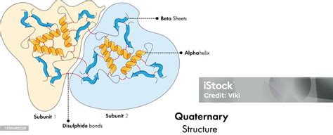 Quaternary Protein Structure