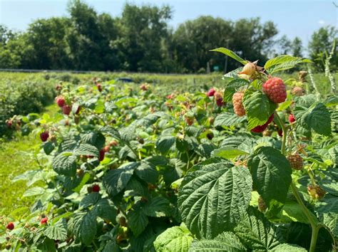 Mosher Farms Buy Madison County Ny