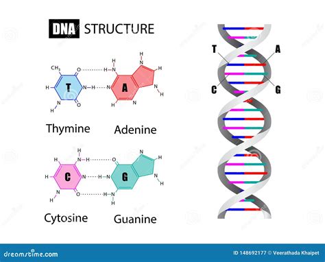 Nucleotide Scientific Biochemistry Vector Illustration Infographic