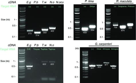 Reverse Transcription Rt Pcr Confirmation Of Novel Viral Signals Download Scientific Diagram
