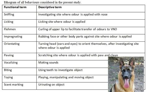 Ethology The A Level Biologist Your Hub