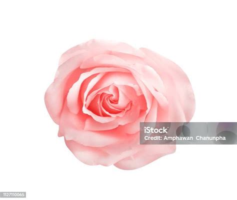 톱 보기 화려한 분홍색 장미 꽃 피는 클리핑 경로와 흰색 배경에 고립 된 아름 다운 자연 패턴 0명에 대한 스톡 사진 및 기타 이미지 Istock